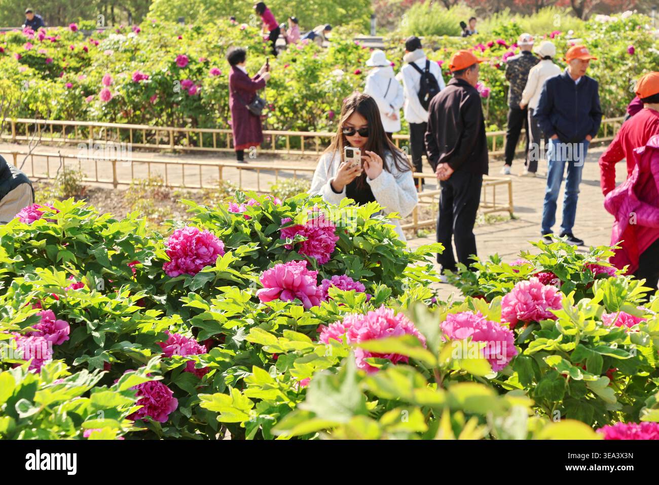 Visitors admire blooming peonies at Yuanmingyuan Park in Beijing ...