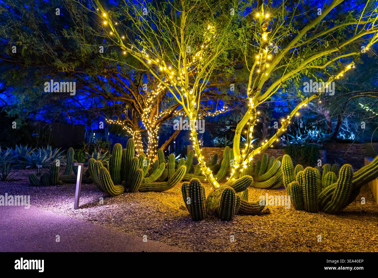 Multiple desert cacti are illuminated at night within Desert Botanical ...