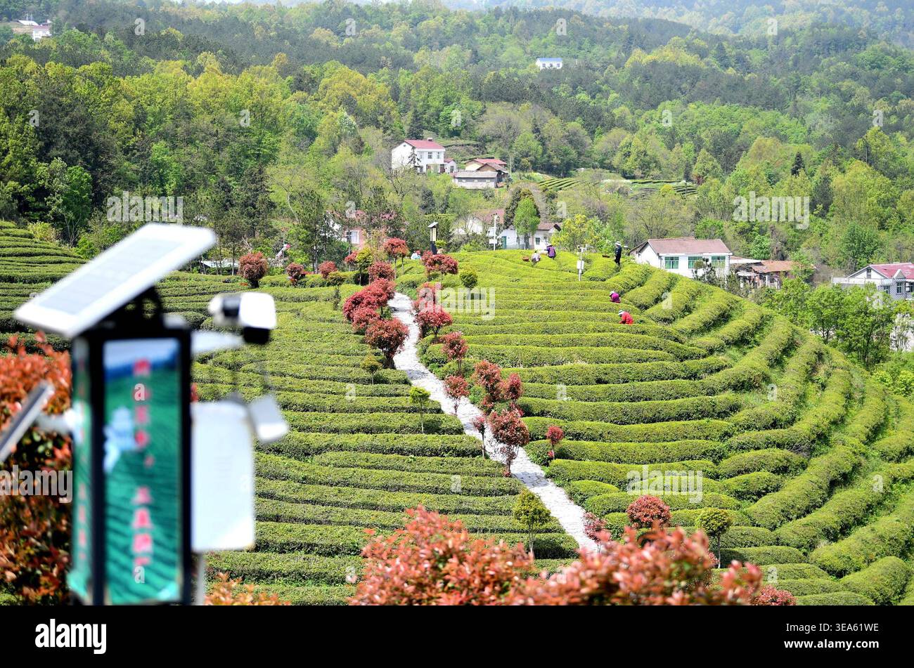 Tea farmers pick spring tea at an ecological tea plantation in Guochang ...
