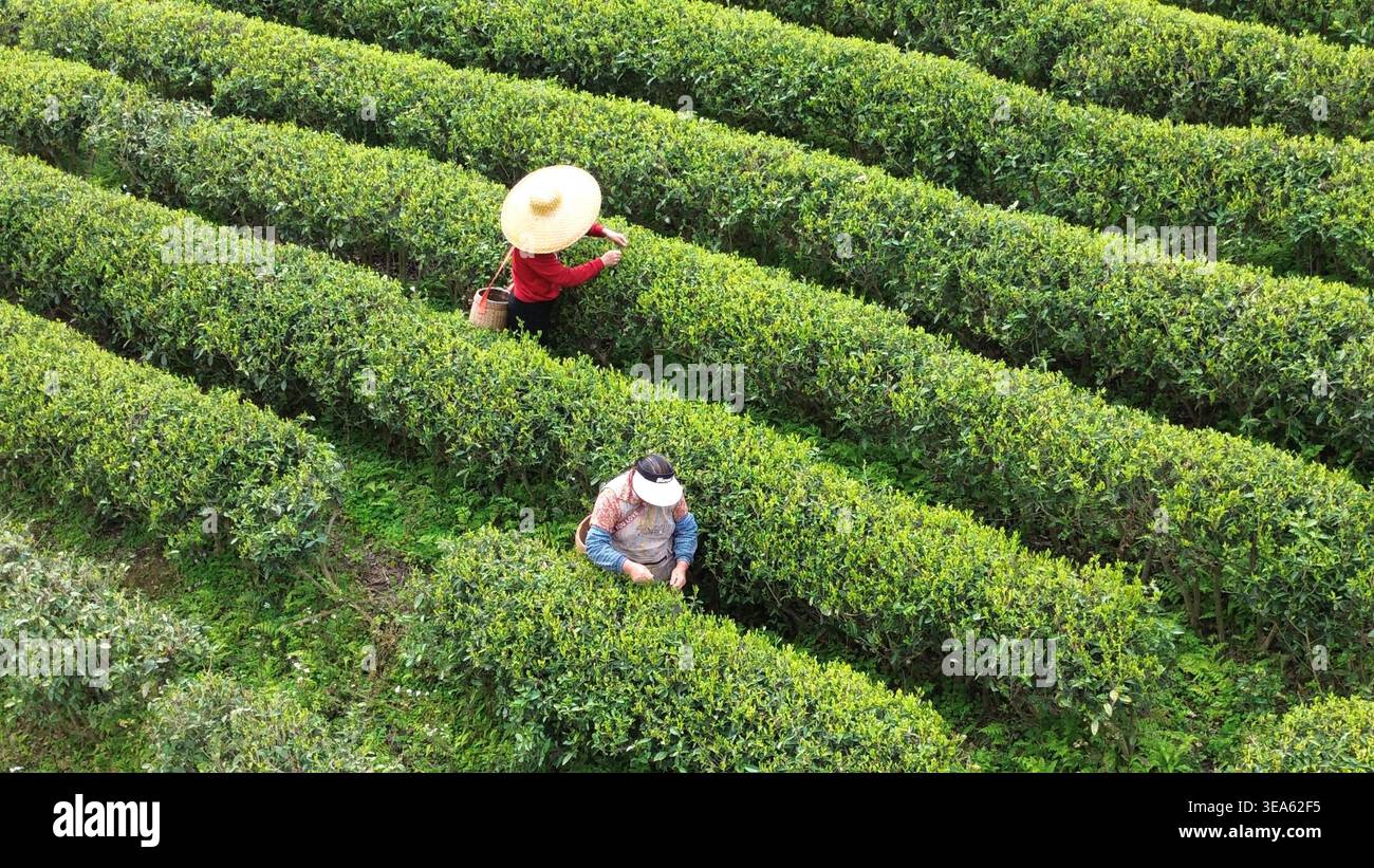 Ethnic Zhuang tea farmers pick pre-Qingming tea at a high-mountain ...