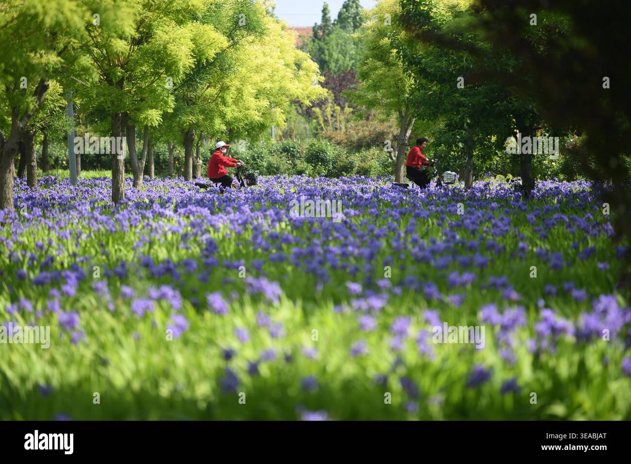 Over 200,000 iris flowers of 30 varieties bloom in parks across ...