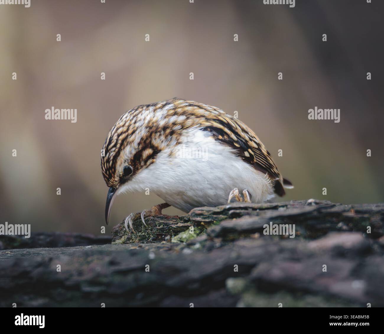 Treecreeper on Woodland Bark and creeping up a tree, Pow Hill Country ...