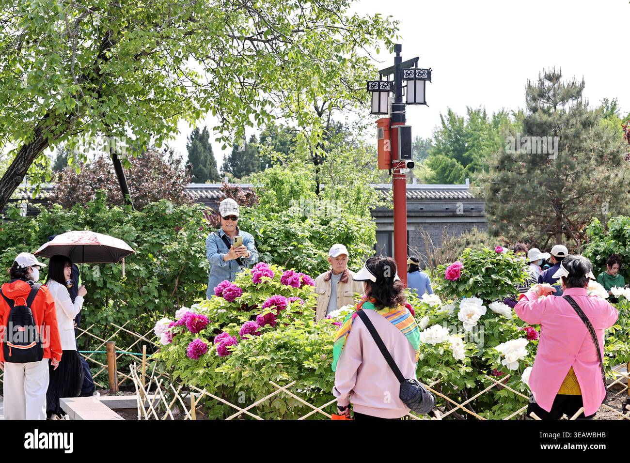 Tourists enjoy peonies in full bloom at Jingshan Park in Beijing ...