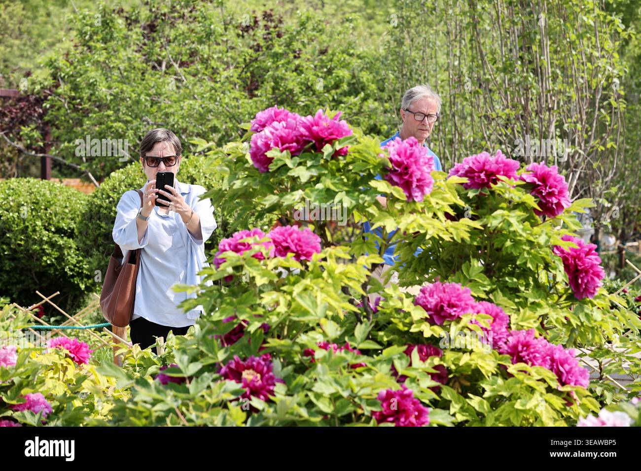 Tourists enjoy peonies in full bloom at Jingshan Park in Beijing ...
