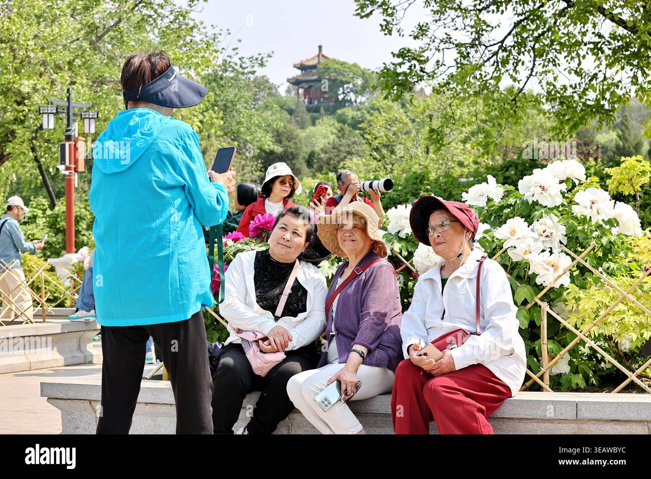 Tourists enjoy peonies in full bloom at Jingshan Park in Beijing ...