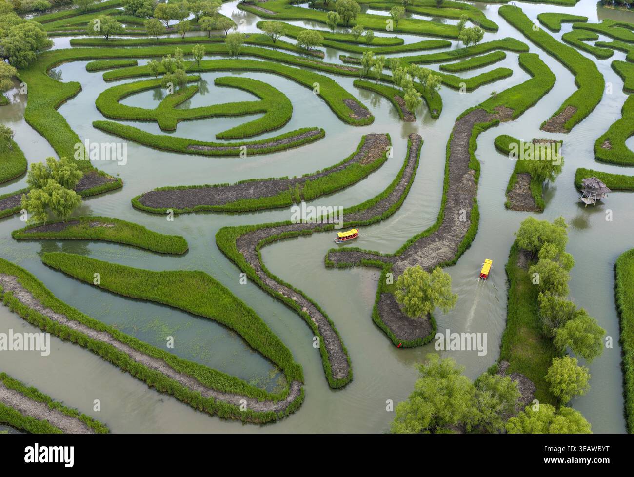 Tourists ride boats through the reed maze in Dazong Lake Scenic Area ...