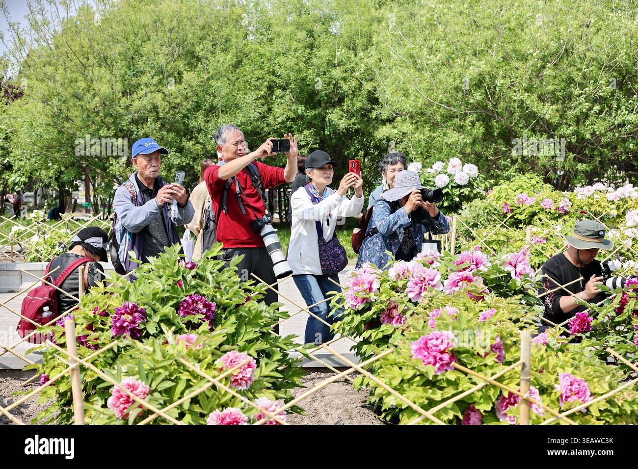 Tourists enjoy peonies in full bloom at Jingshan Park in Beijing ...