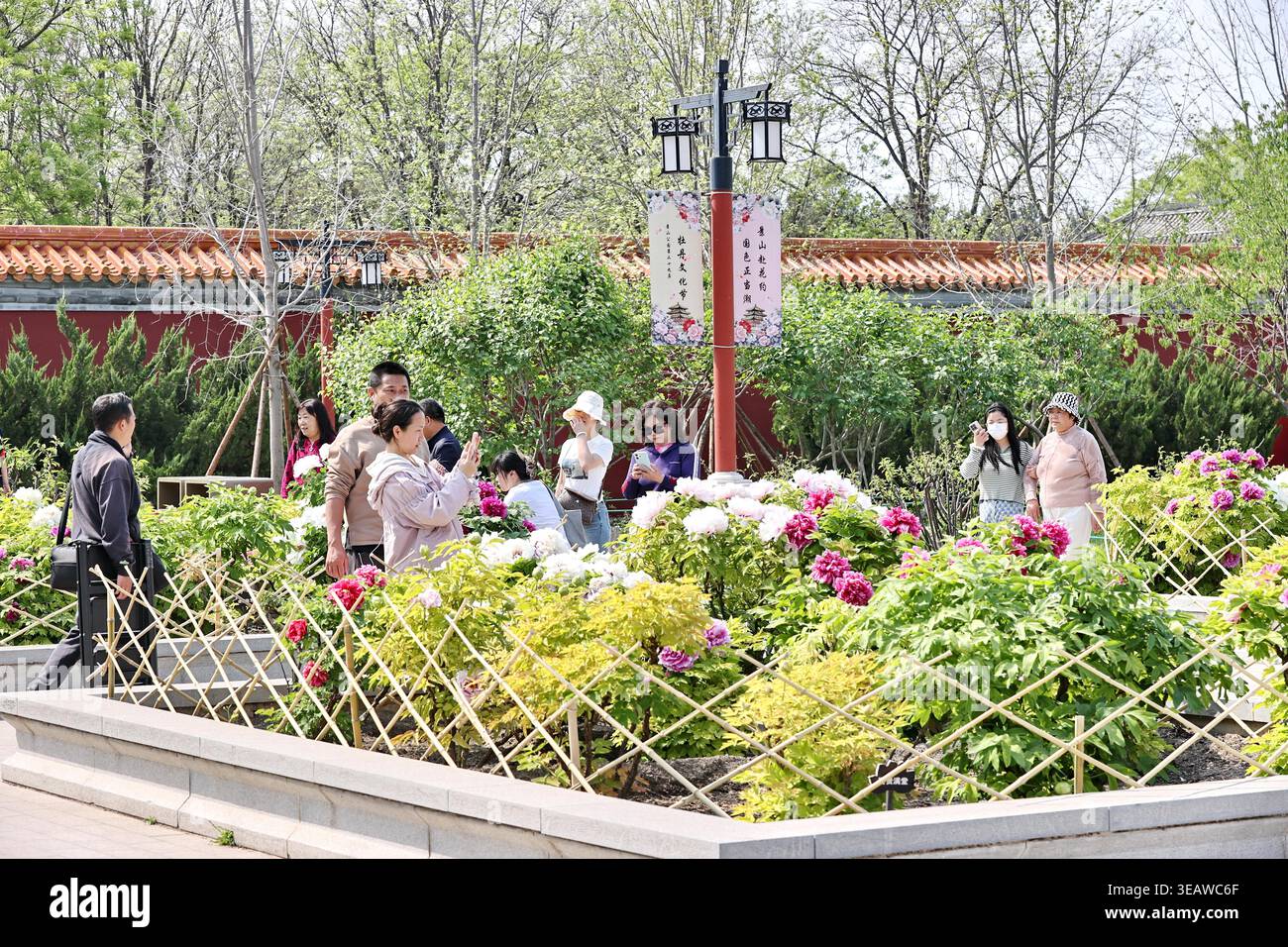 Tourists enjoy peonies in full bloom at Jingshan Park in Beijing ...