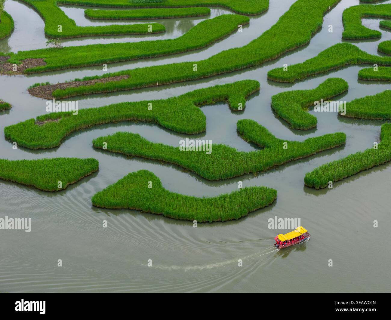Tourists ride boats through the reed maze in Dazong Lake Scenic Area ...