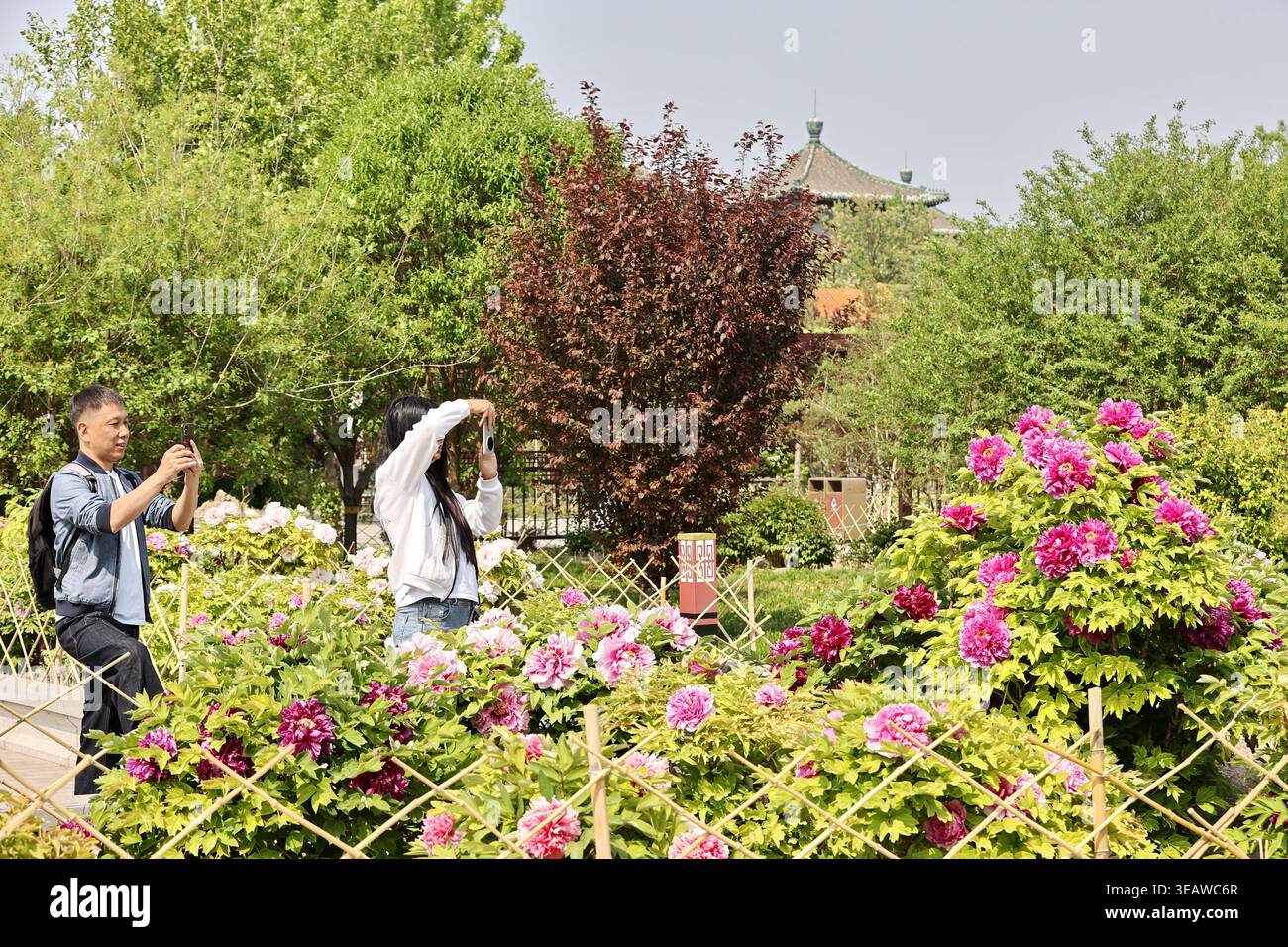 Tourists enjoy peonies in full bloom at Jingshan Park in Beijing ...