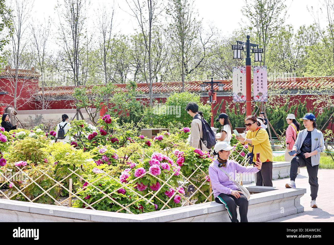 Tourists enjoy peonies in full bloom at Jingshan Park in Beijing ...