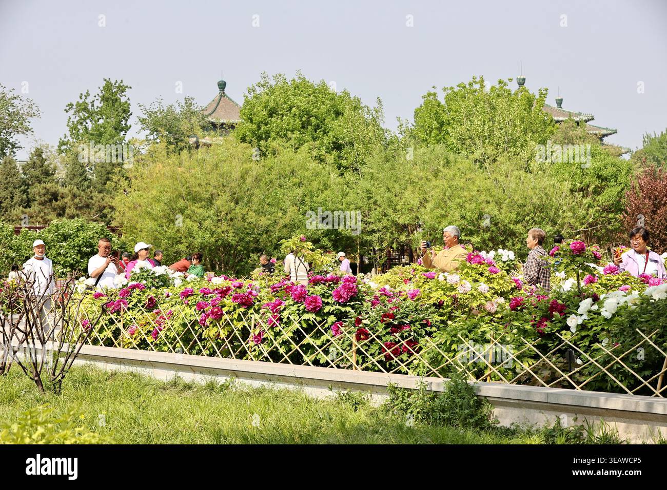 Tourists enjoy peonies in full bloom at Jingshan Park in Beijing ...