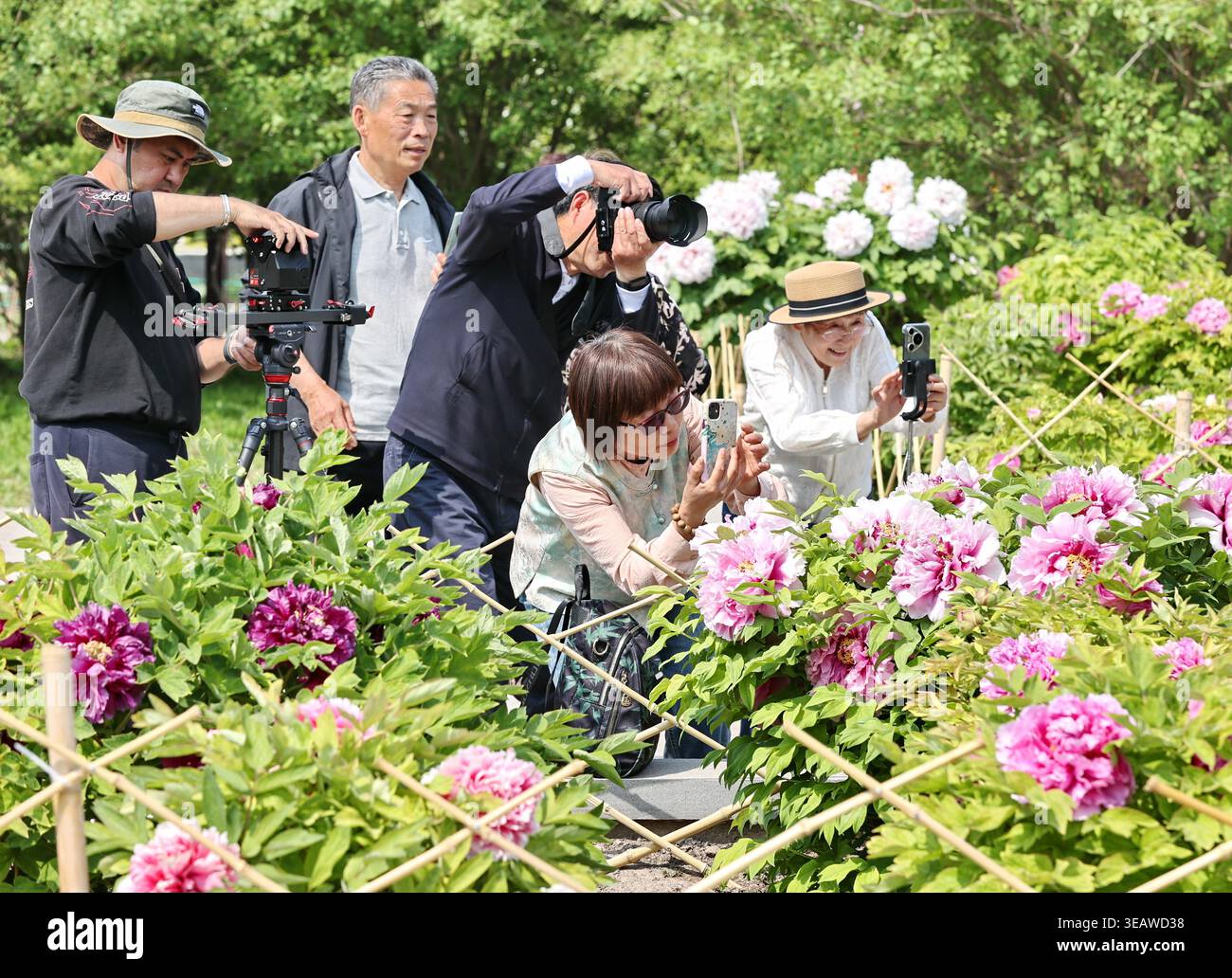 Tourists enjoy peonies in full bloom at Jingshan Park in Beijing ...