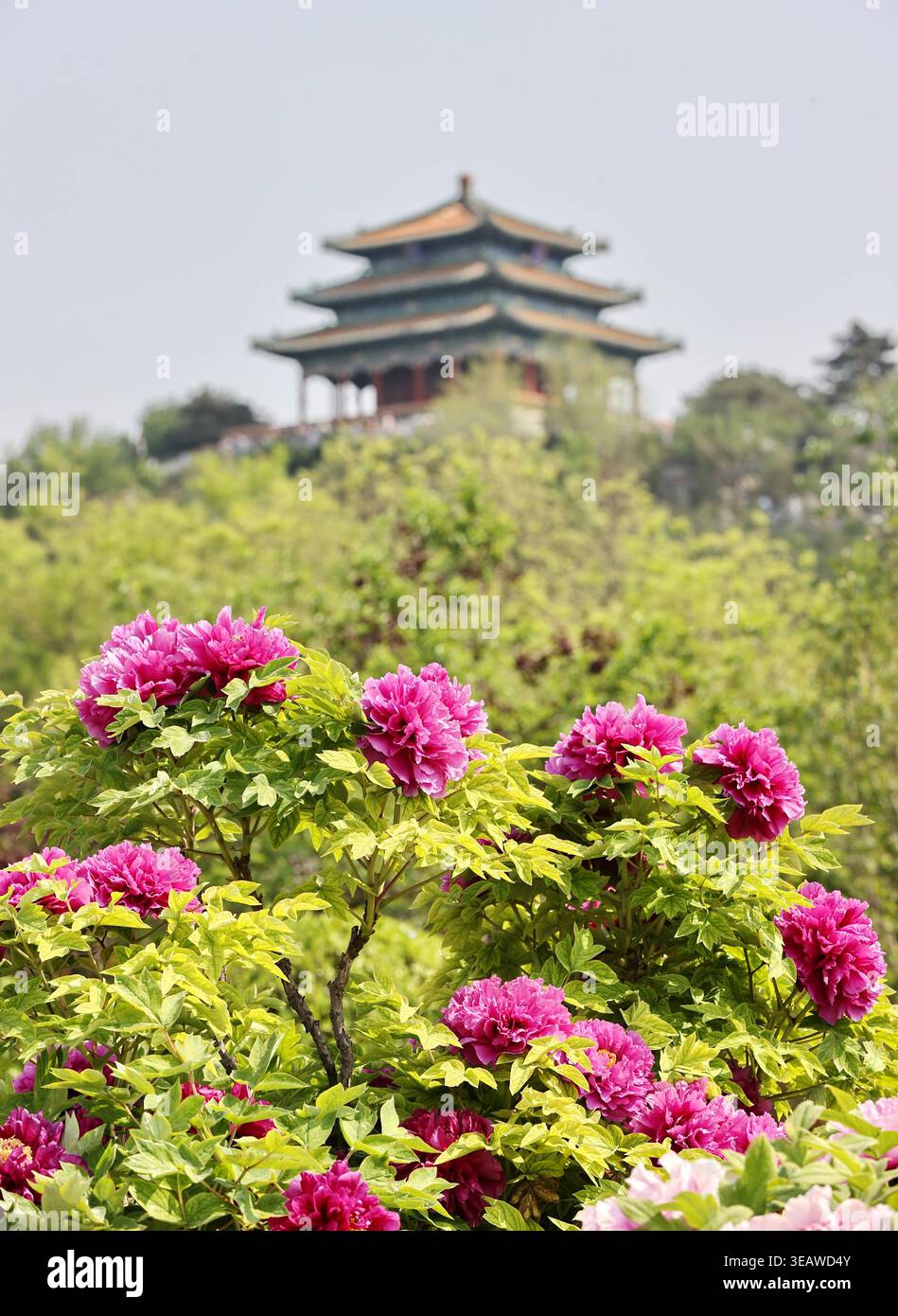 Tourists enjoy peonies in full bloom at Jingshan Park in Beijing ...