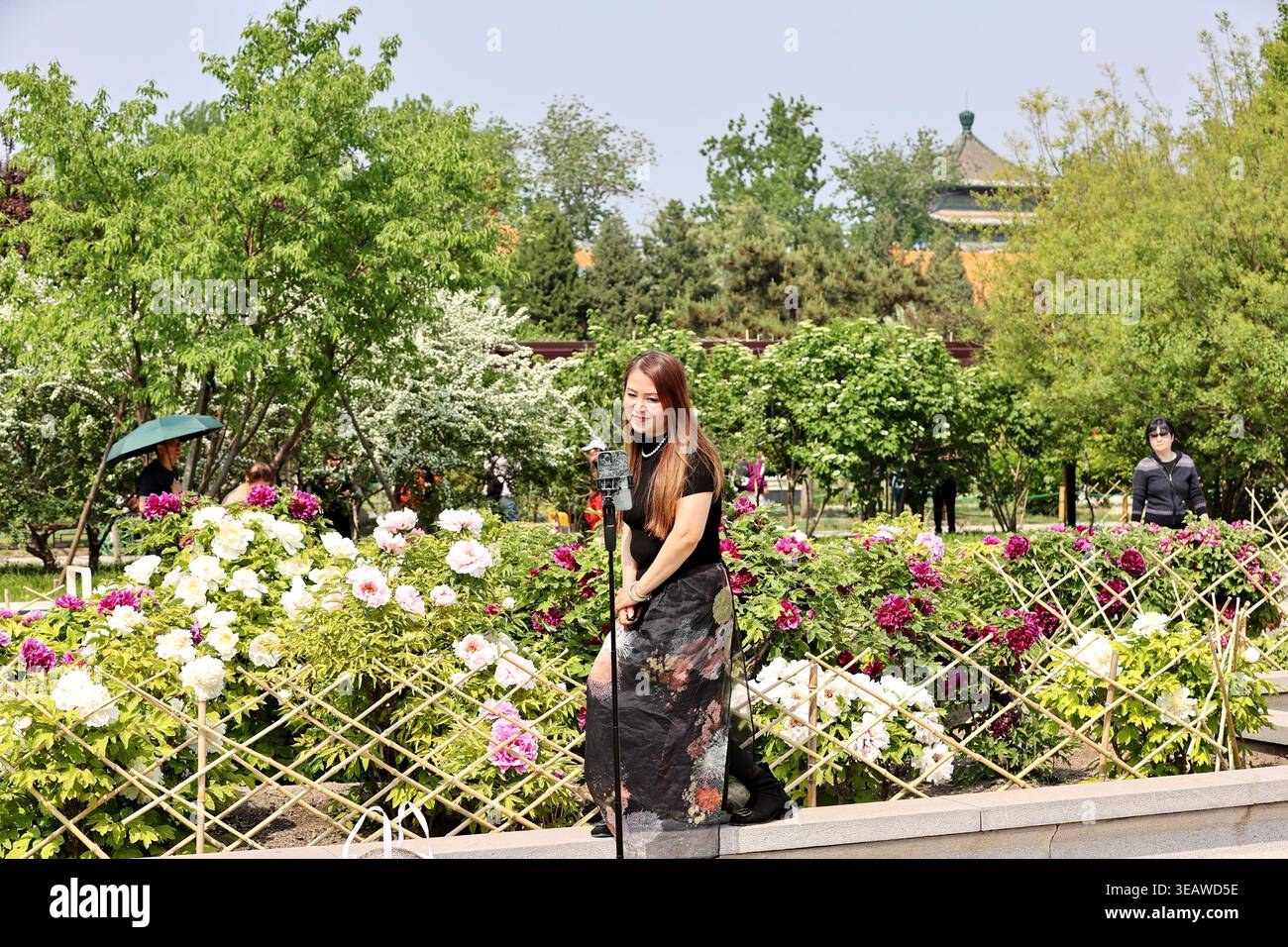 Tourists enjoy peonies in full bloom at Jingshan Park in Beijing ...