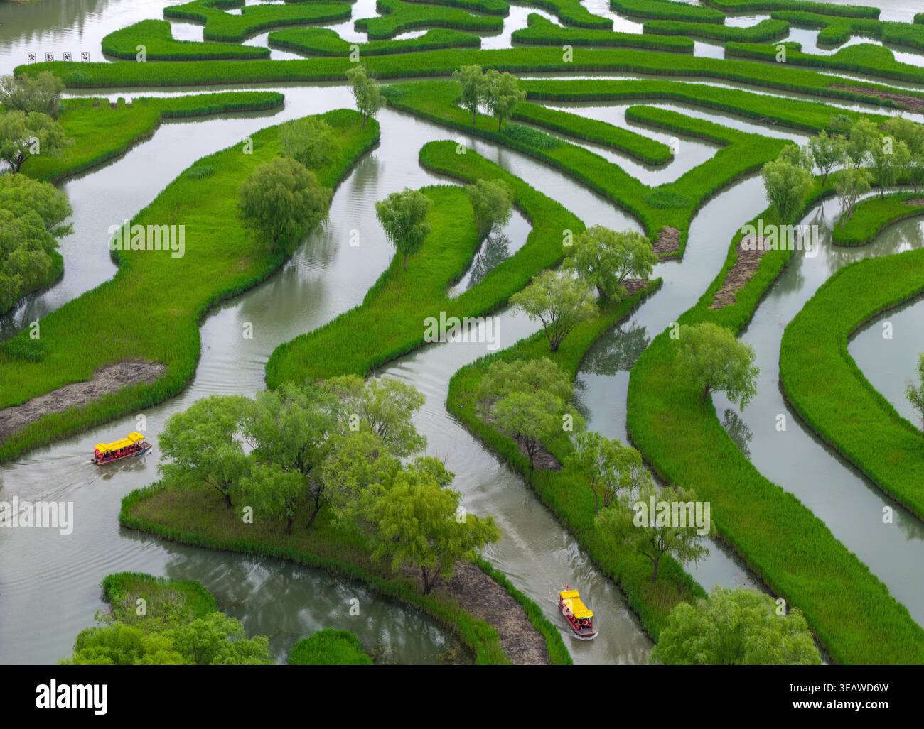 Tourists ride boats through the reed maze in Dazong Lake Scenic Area ...