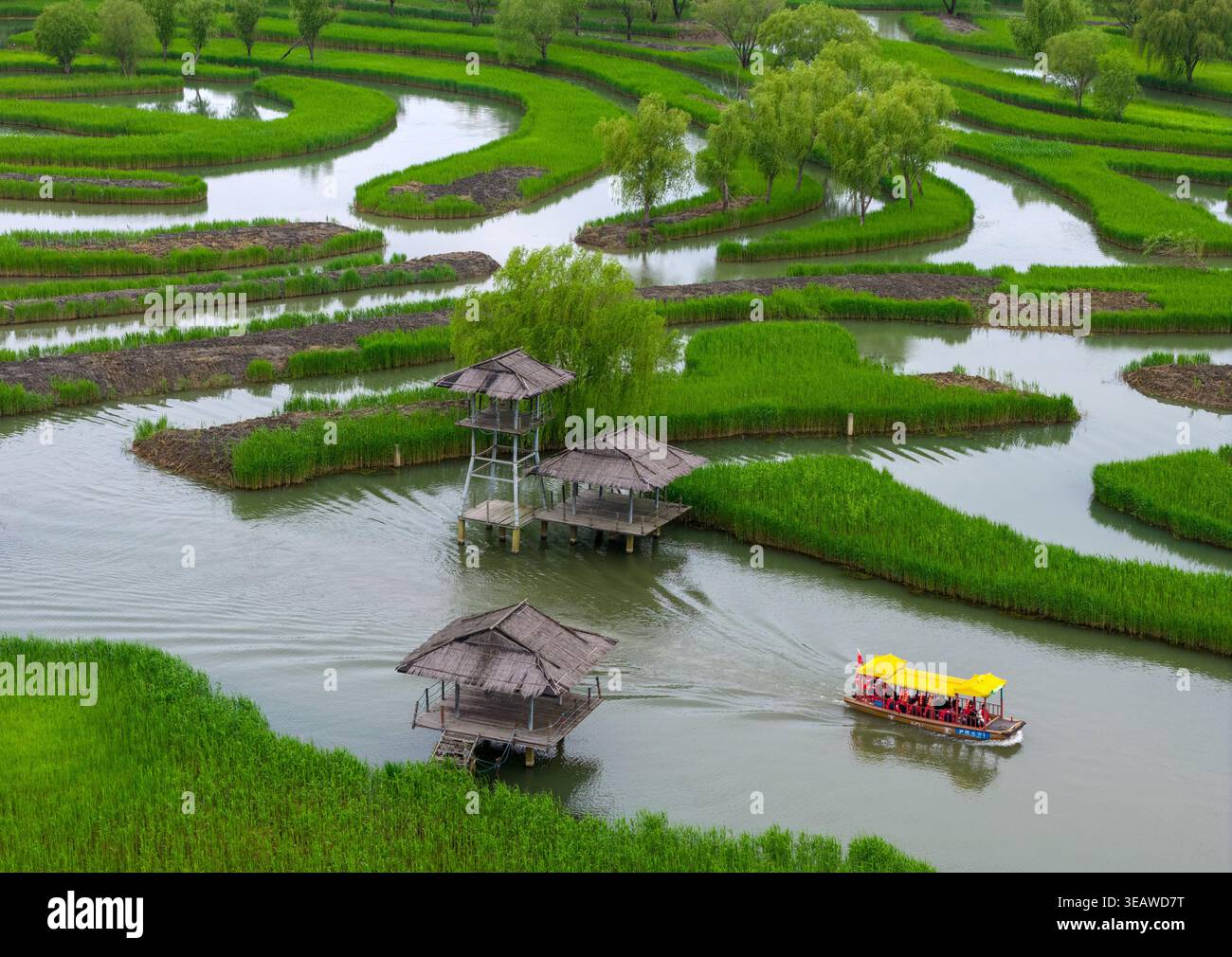 Tourists ride boats through the reed maze in Dazong Lake Scenic Area ...