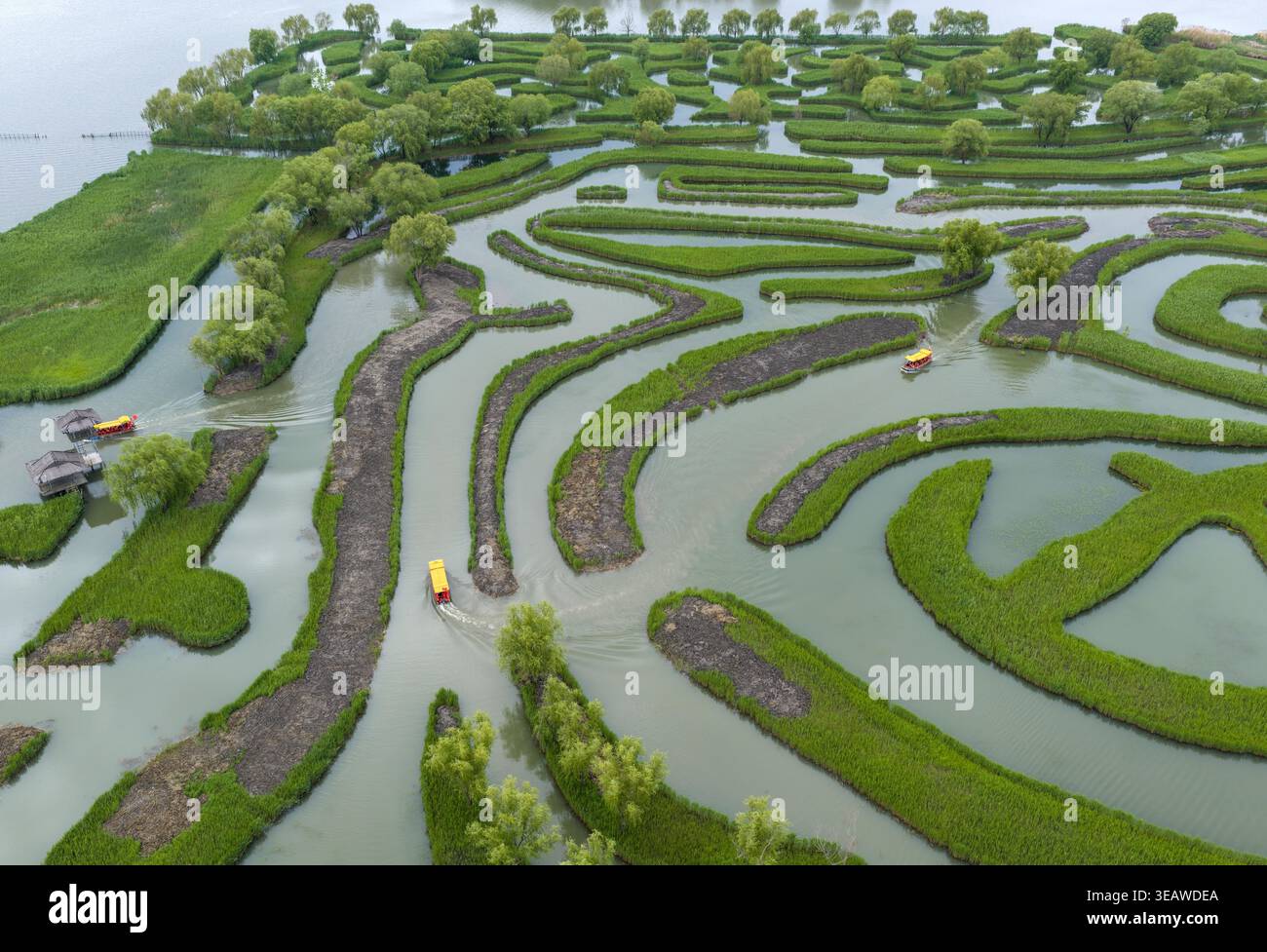 Tourists ride boats through the reed maze in Dazong Lake Scenic Area ...