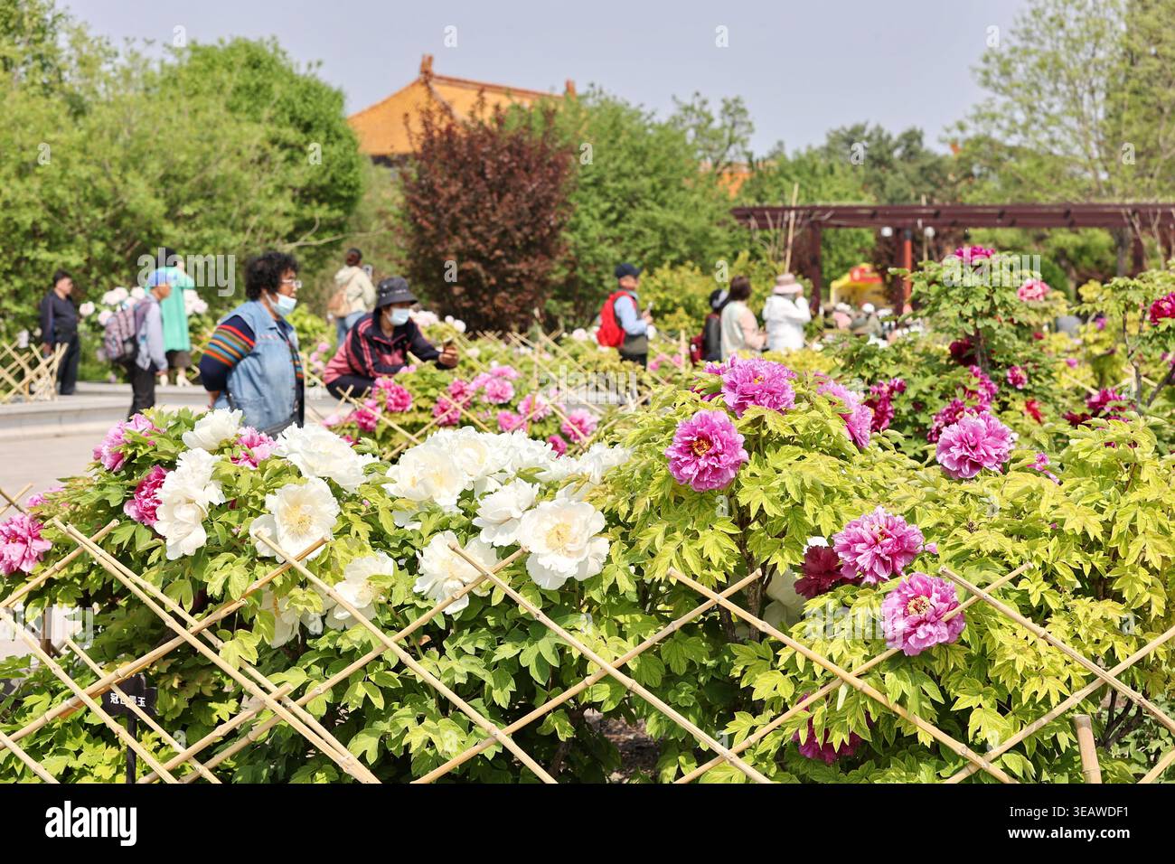 Tourists enjoy peonies in full bloom at Jingshan Park in Beijing ...