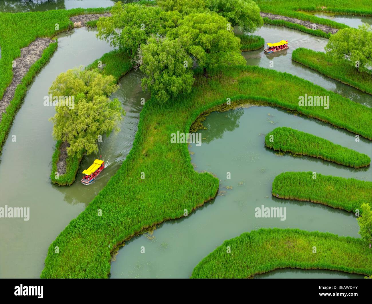 Tourists ride boats through the reed maze in Dazong Lake Scenic Area ...