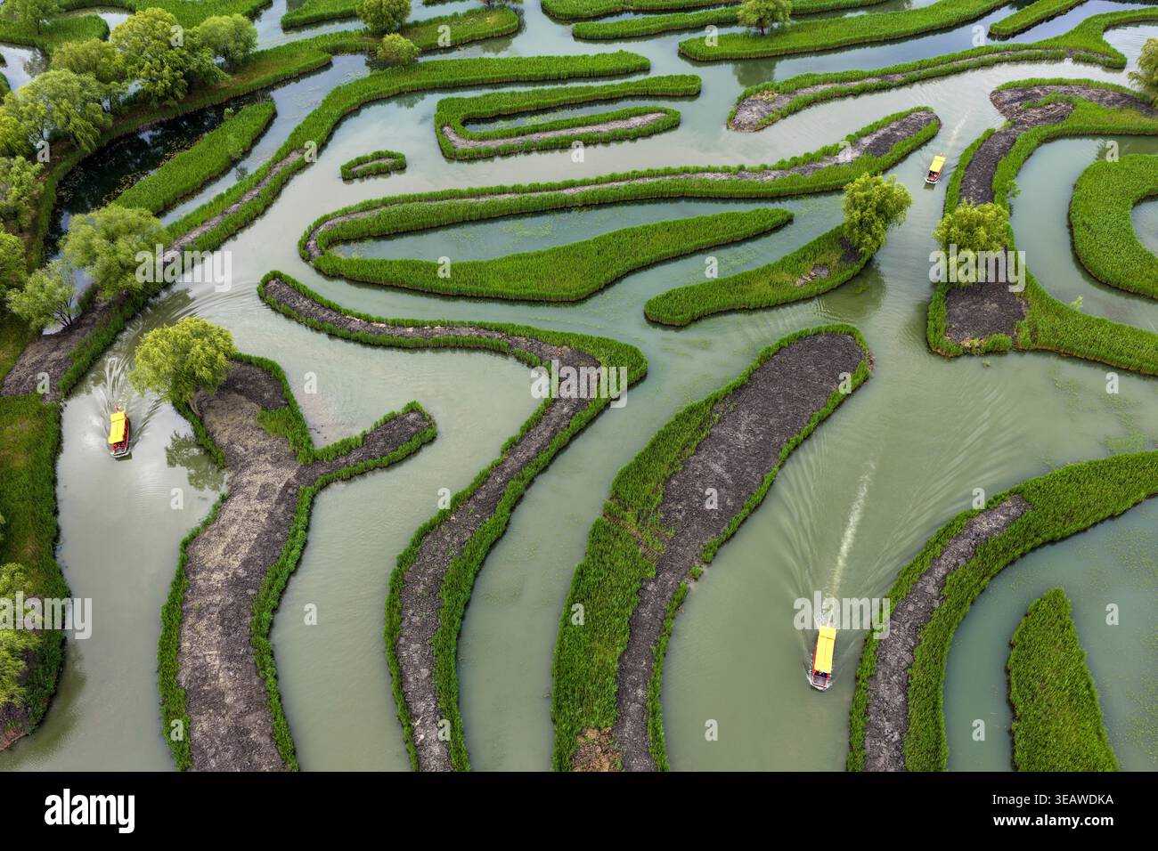 Tourists ride boats through the reed maze in Dazong Lake Scenic Area ...
