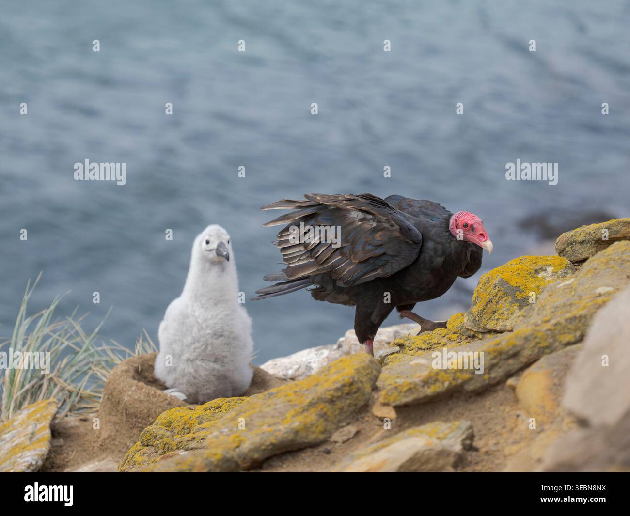 Albatross flying falkland islands hi-res stock photography and images ...