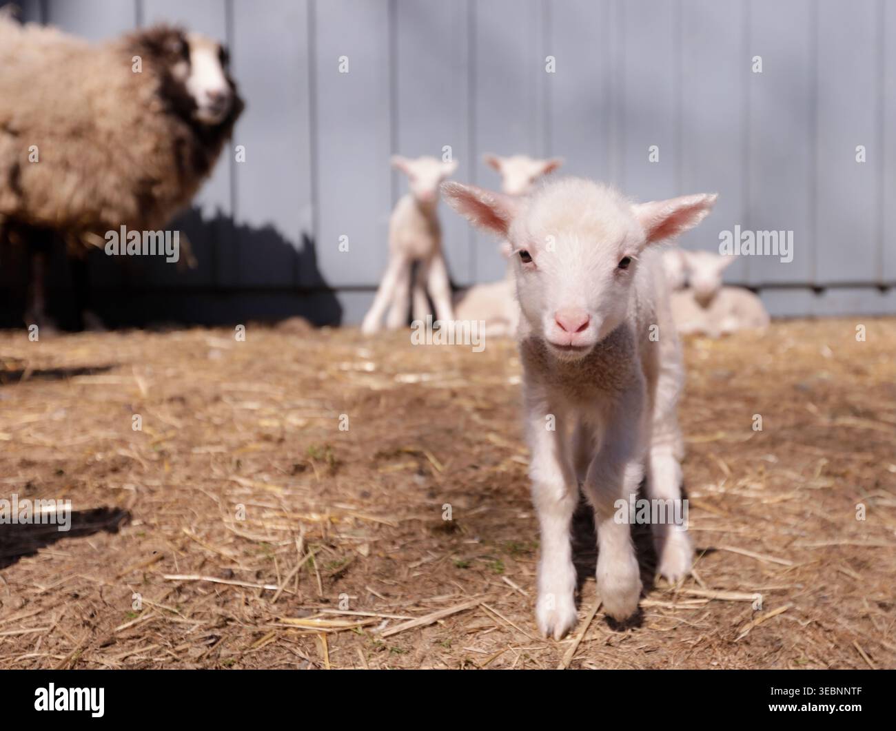 A ewe and her sextuplet lambs are pictured at Clover and Bee Farm ...