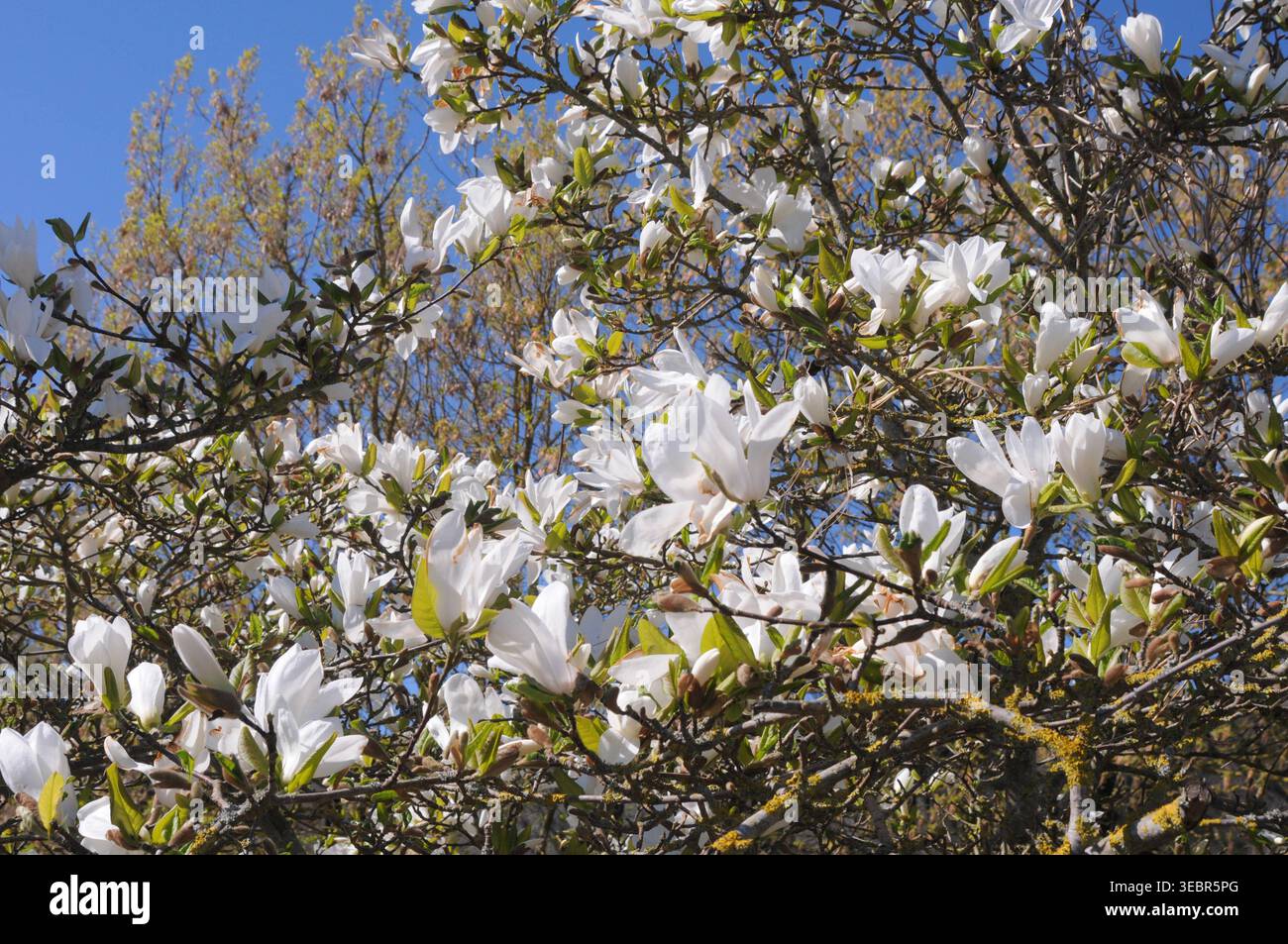 Copenhagen/Denmark /27 APRIL 2026/ white booms on tree in clear sun ...