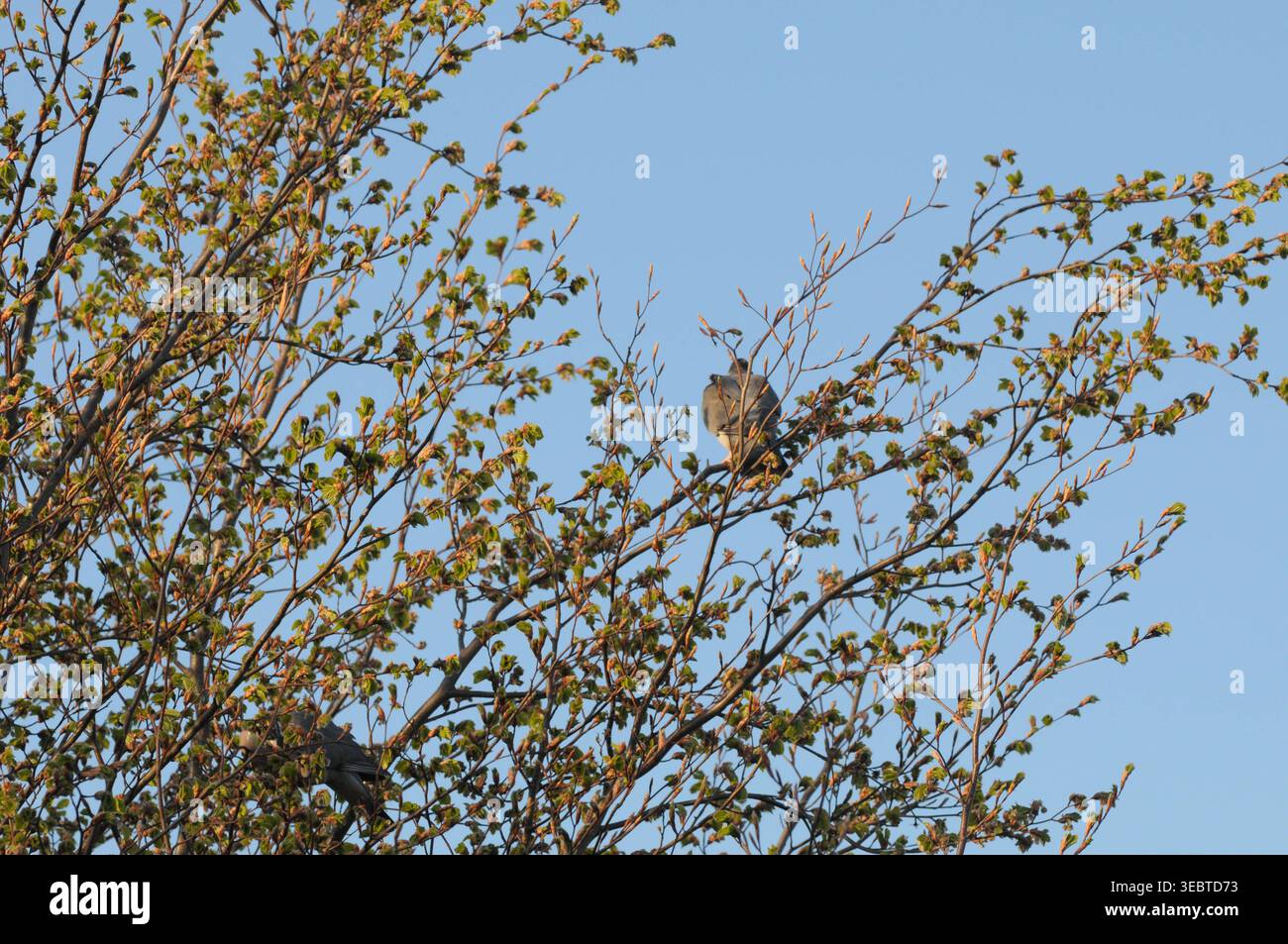 Copenhagen/Denmark /27 APRIL 2026/Fine weather dove sit ion tree bishes ...