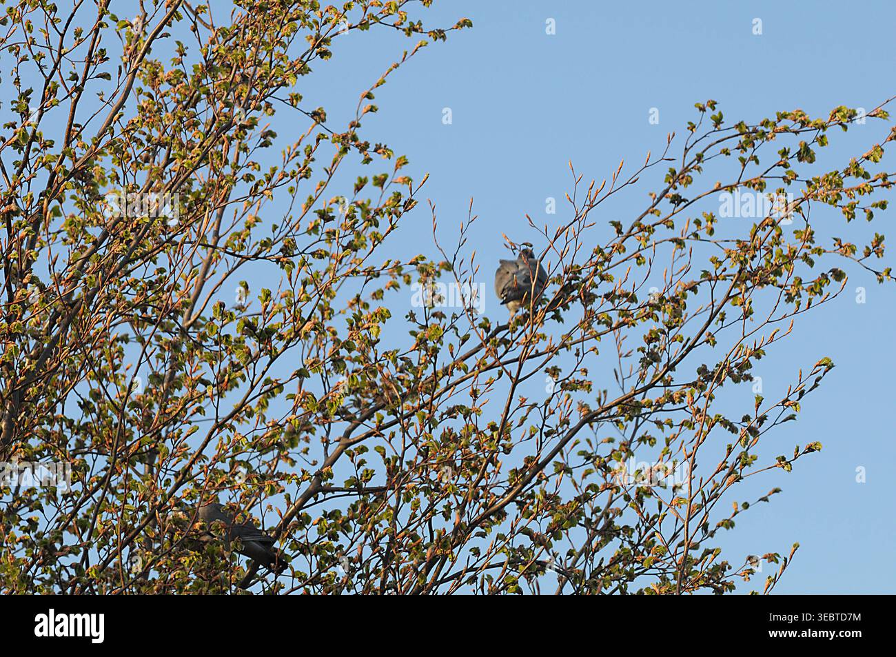 Copenhagen/Denmark /27 APRIL 2026/Fine weather dove sit ion tree bishes ...