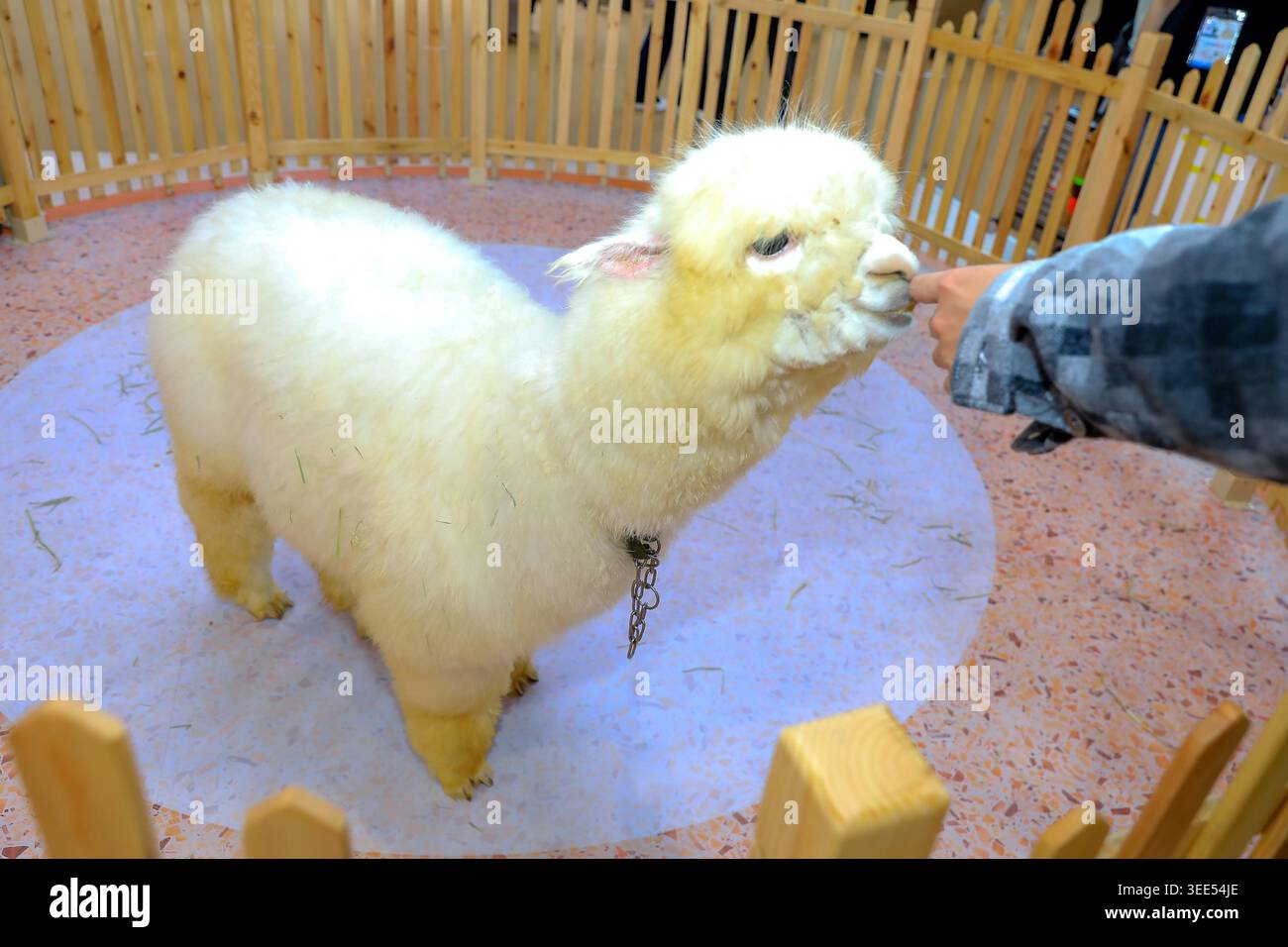 Visitors check out an alpaca during the 6th TOPS Pet Expo in Shanghai ...