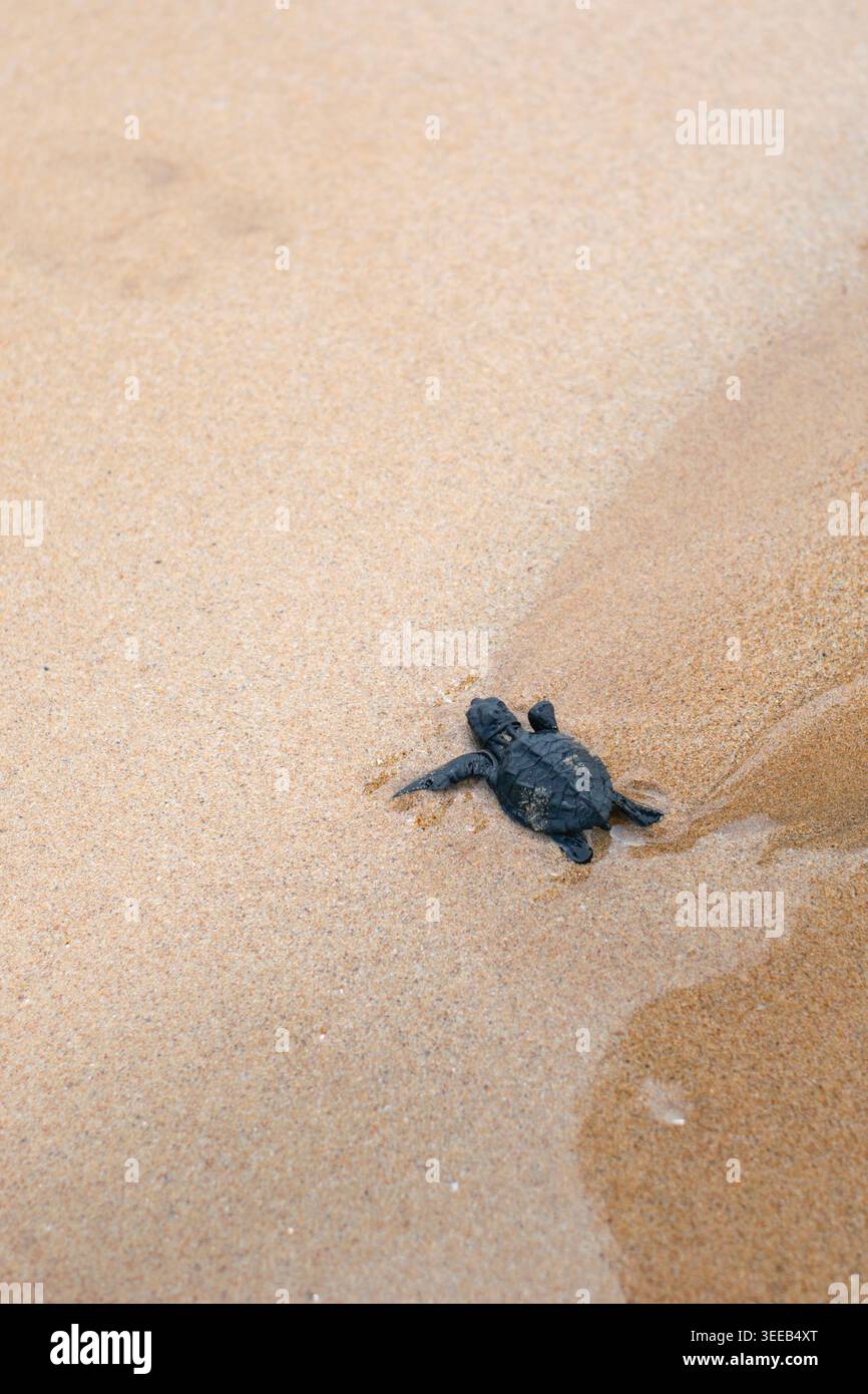 World environment day 2026 hi-res stock photography and images - Alamy