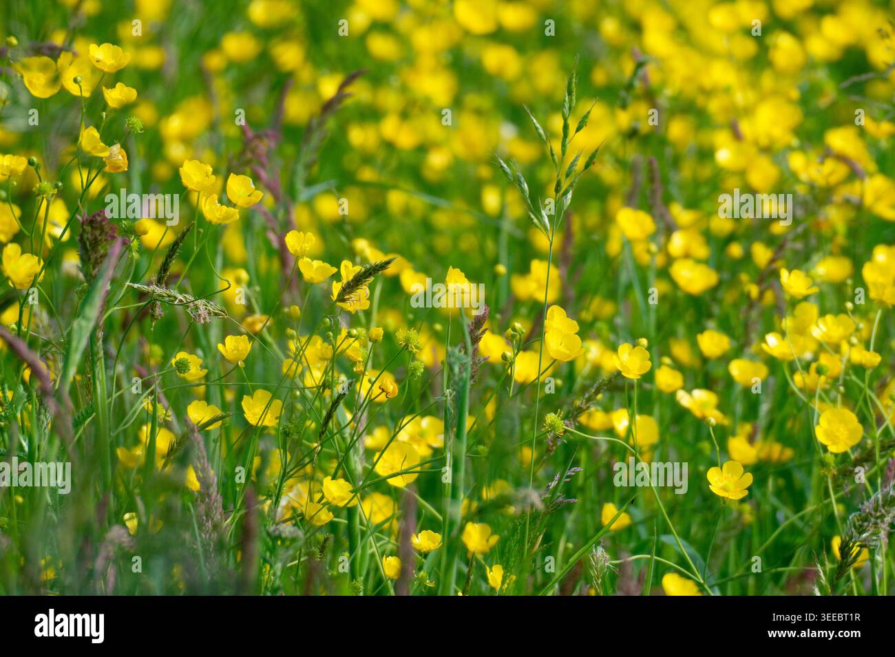 10 May 2026, North Rhine-Westphalia, Zons: Yellow flowers bloom in a ...