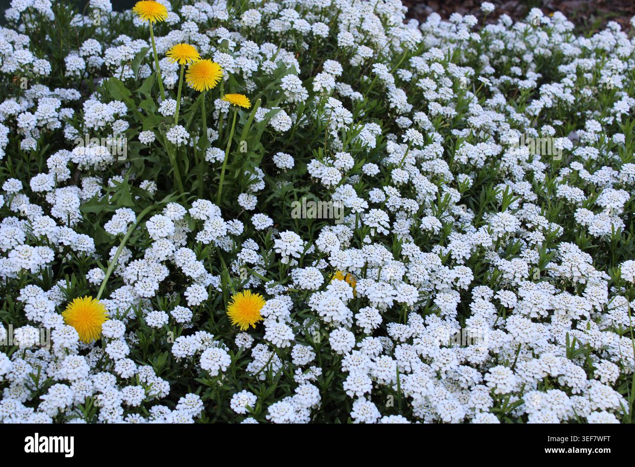 Dense cluster of white blossoms hi-res stock photography and images - Alamy