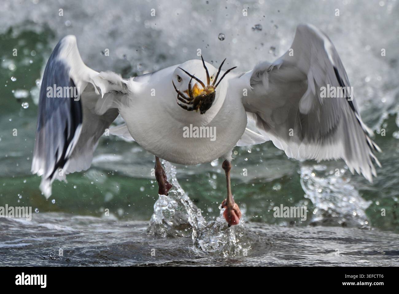 A seagull catches a crab in the Baltic Sea in Burg on the island of ...