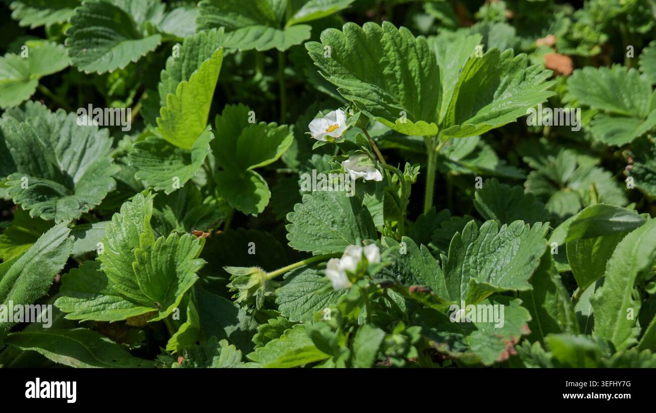 Strawberry plants white flowers hi-res stock photography and images - Alamy