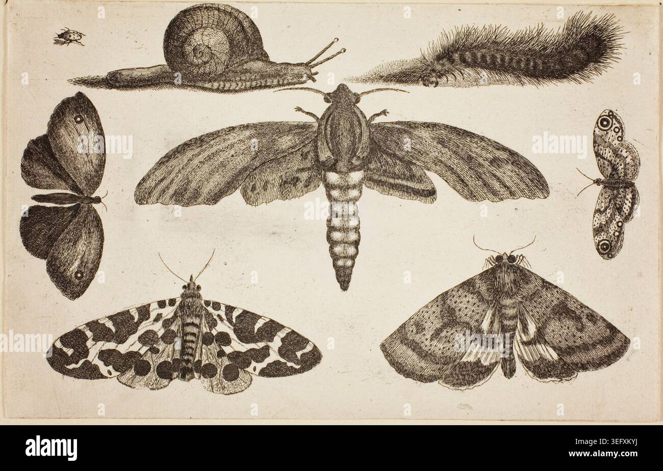Six Insects, a Caterpillar, and a Snail by Wenceslaus Hollar, after ...
