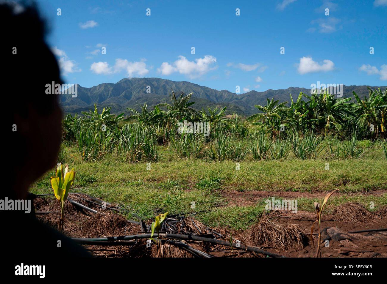 Bok Kongphan looks over his farm, Monday, May 4, 2026, in Waialua ...