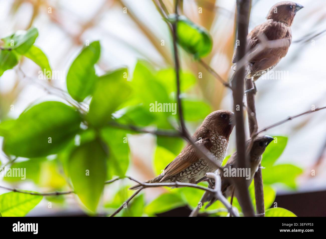 Scalybreastedmunia hi-res stock photography and images - Alamy