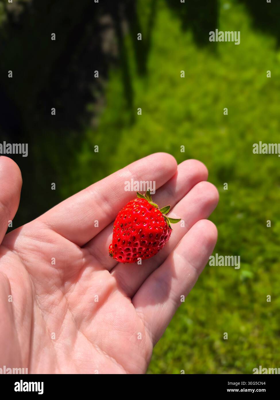 Hand holding a freshly picked strawberry outdoors, symbolizing a ...