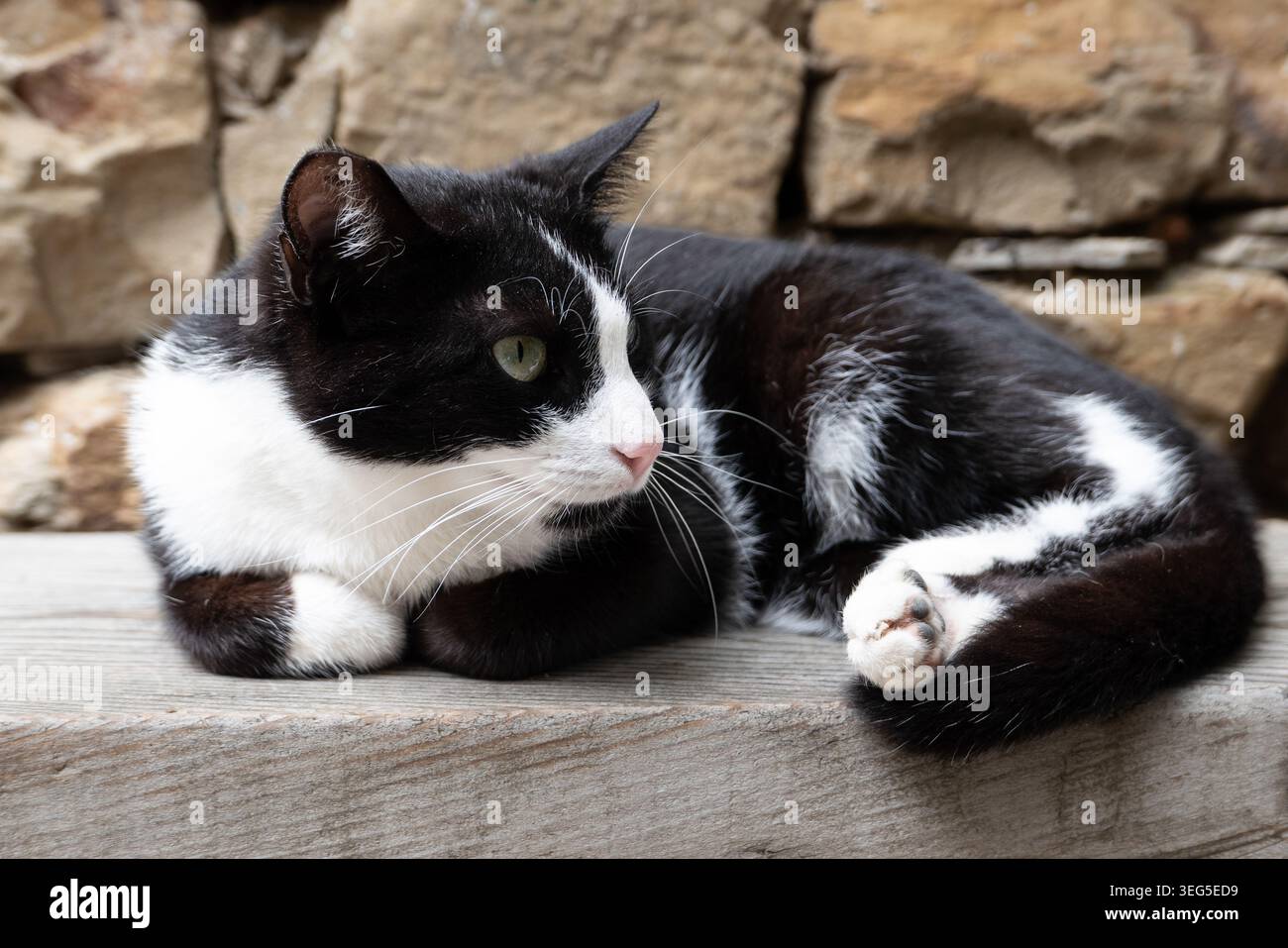 Black and white cat relaxing on a weathered wooden bench with rustic ...