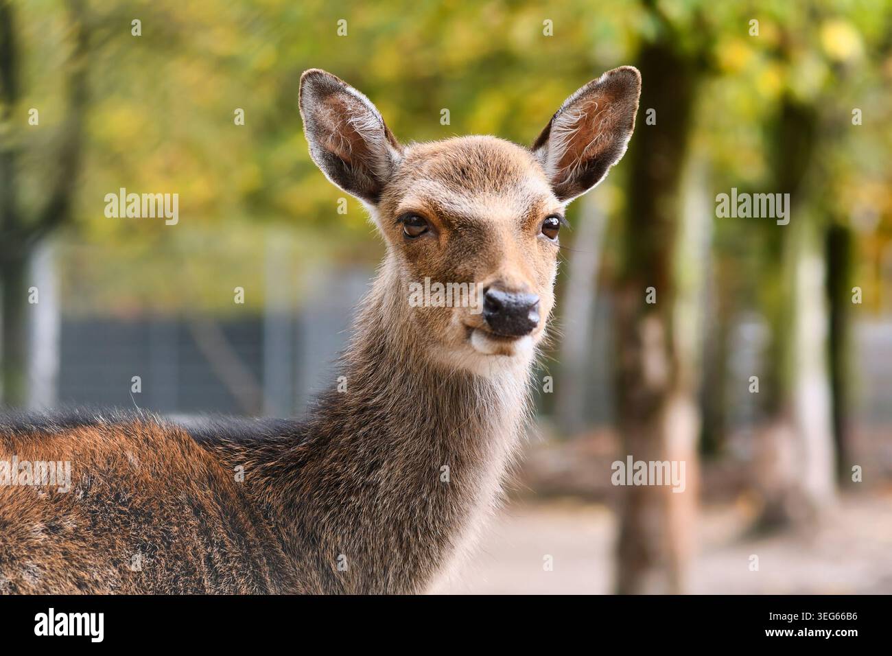 Portrait of Cervus Nippon Shika deer Stock Photo - Alamy