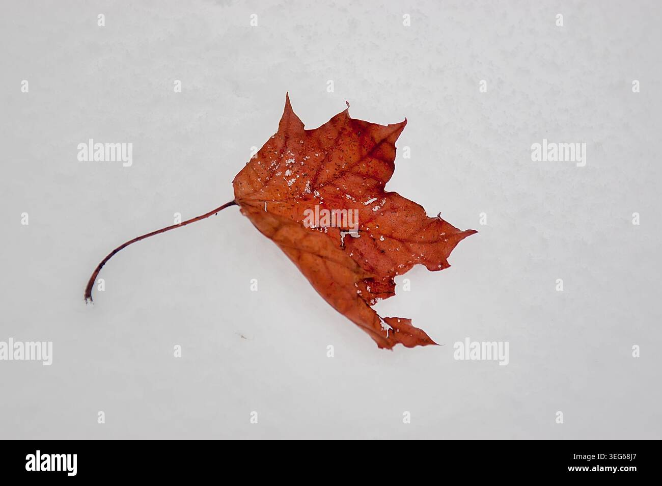 Red maple leaf on a white snow in winter season Stock Photo - Alamy