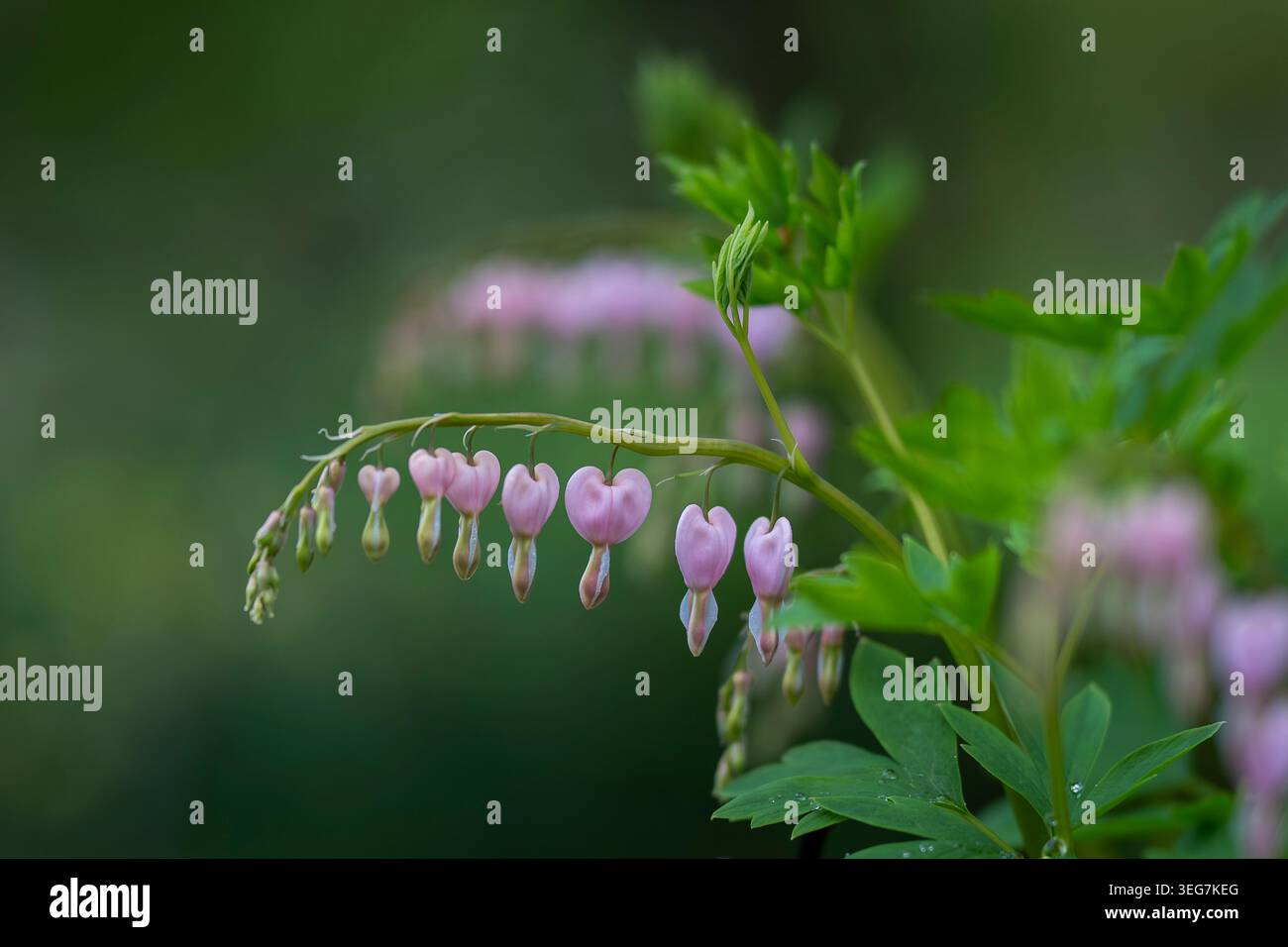 Cupid bleeding heart hi-res stock photography and images - Alamy