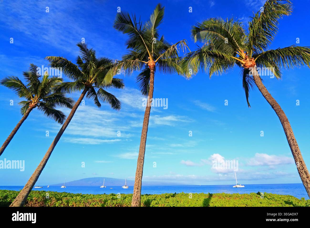 Hawaii Landscape with Palm Trees Stock Photo - Alamy