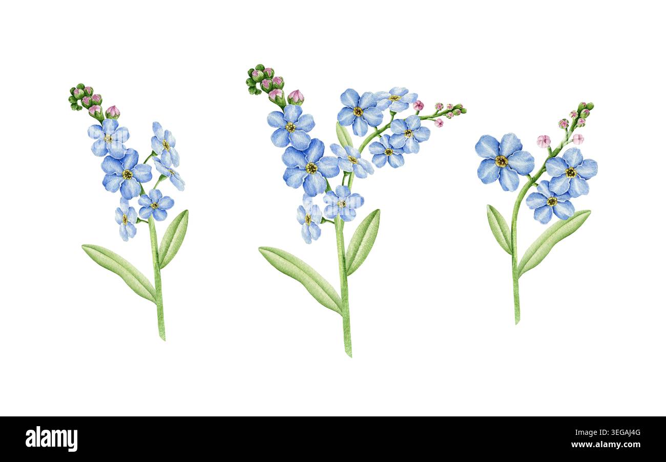 Watercolor forget-me-not flower clipart set isolated on white ...