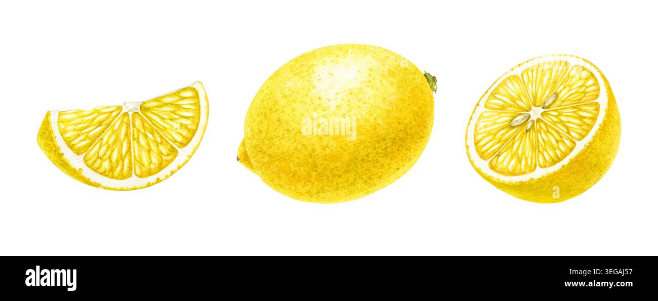 Lemon clipart watercolor illustration isolated on white background ...