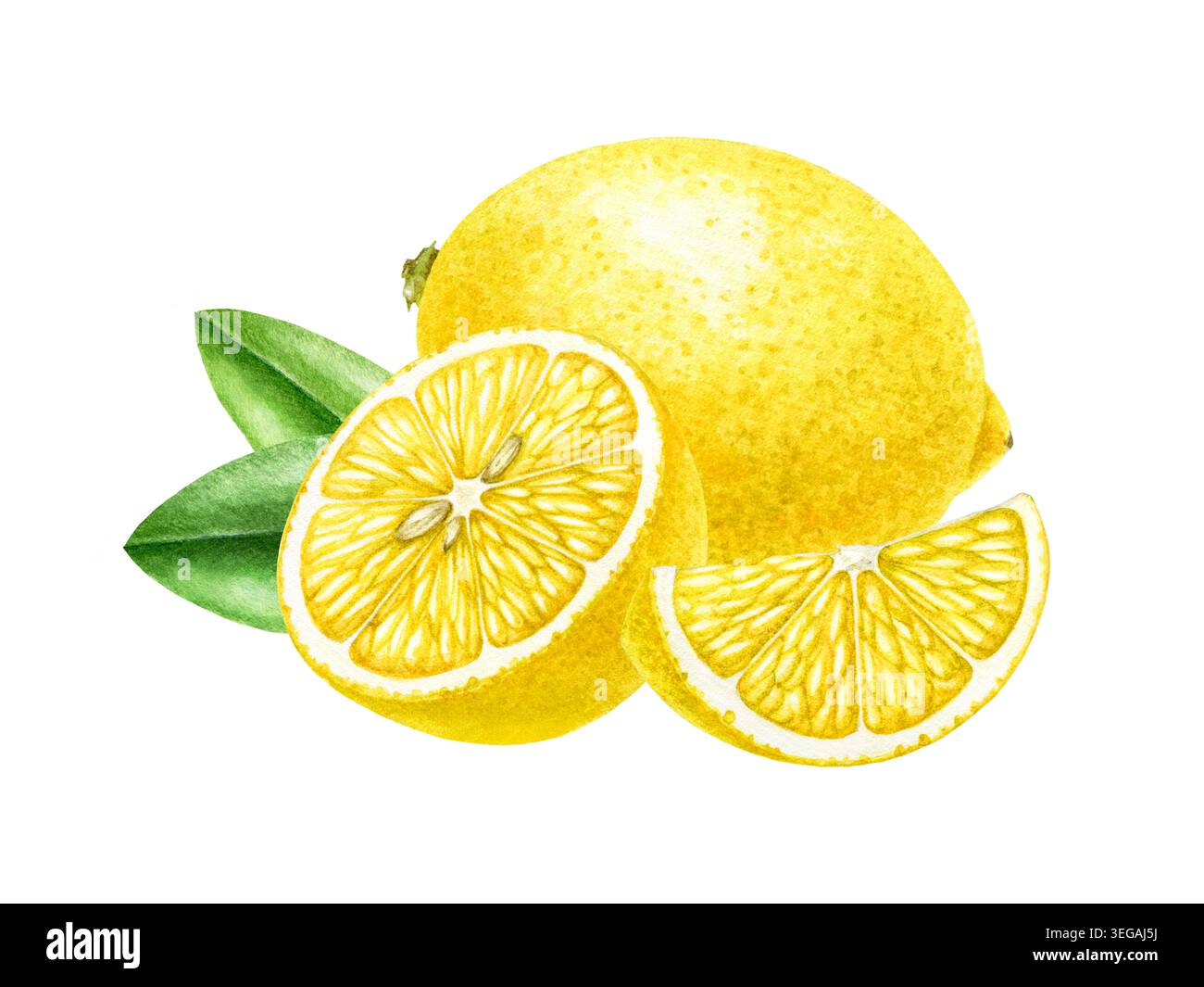 Lemon watercolor illustration clipart isolated on white background ...