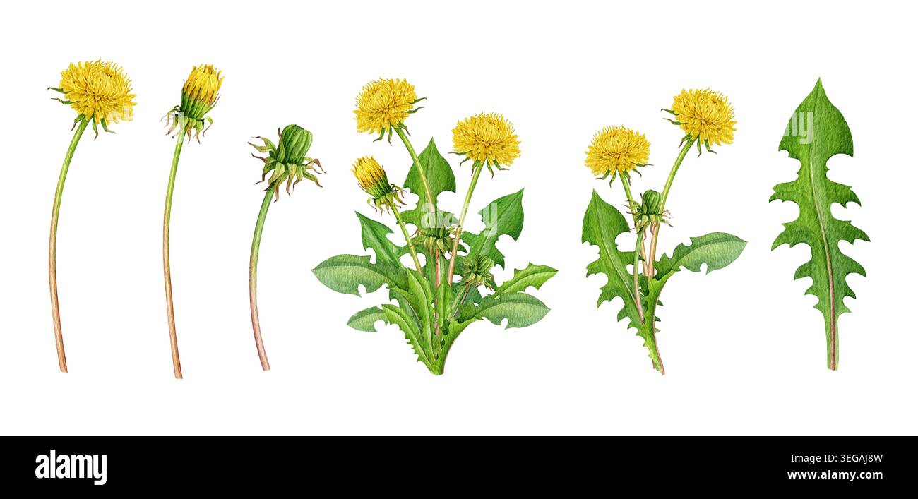 Dandelion plant botanical clipart set with flowers, buds, leaves. Hand ...