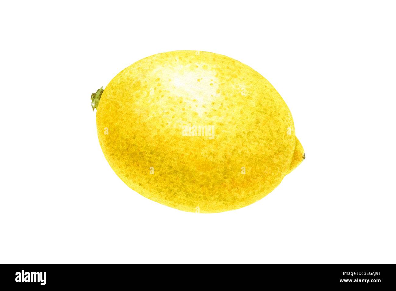 Lemon clipart isolated on white background. Hand painted watercolor ...